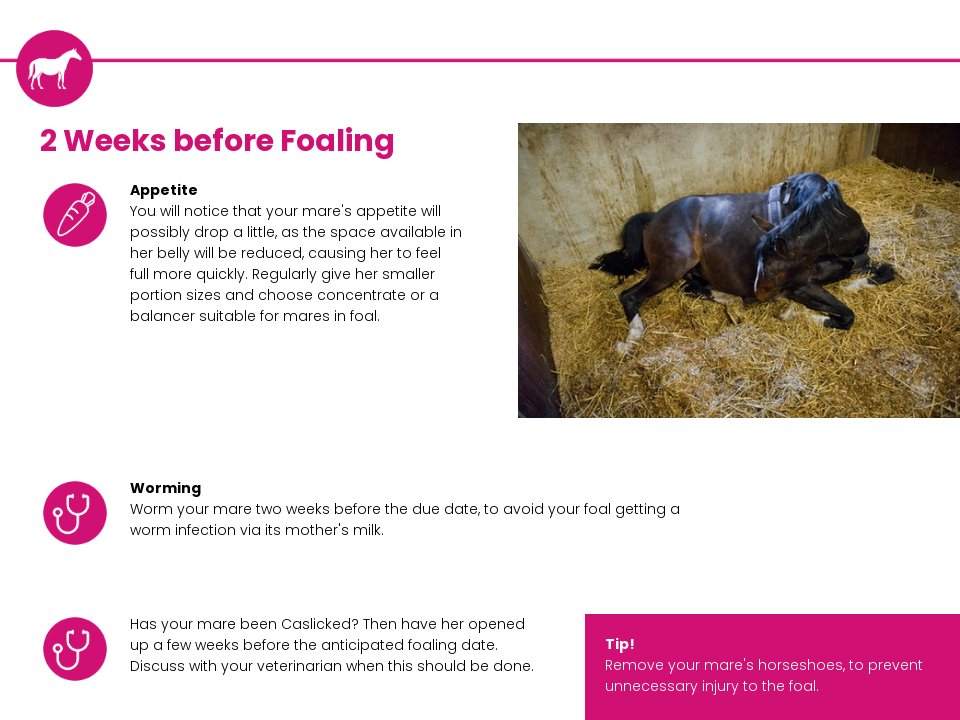 Mare Feeding Schedule - Growing Up Guide